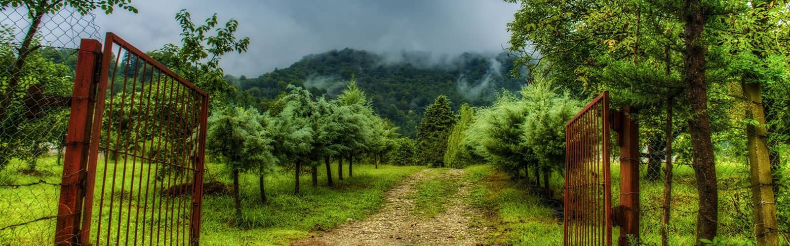 Iran Jungles | Iran Travel Guide