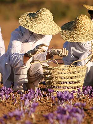 Iran Saffron | Iran Zaferan | Spices | Iran Genuine Food Products